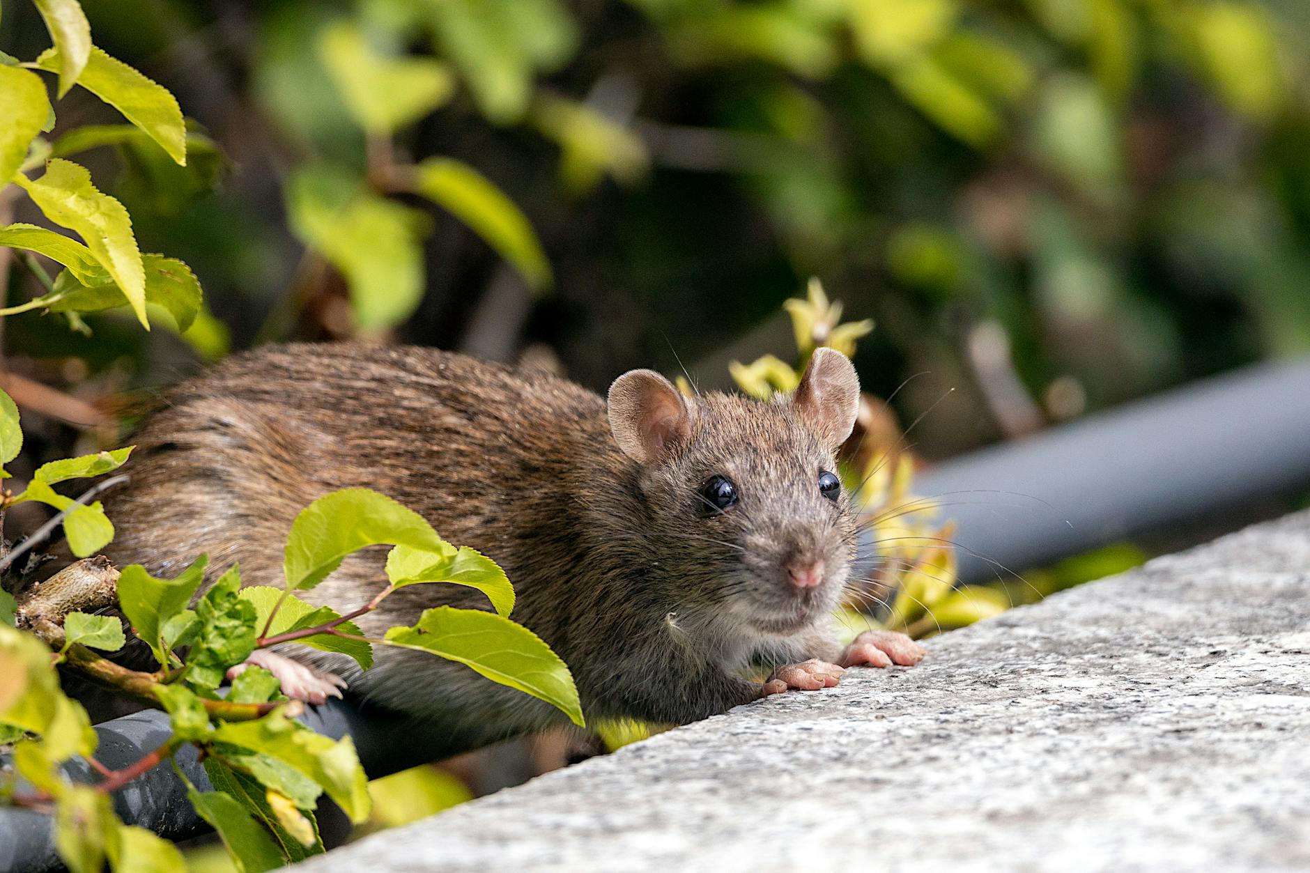 Rats in the rhubarb! – SAVE WATERTOWN WILDLIFE